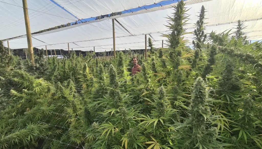 Strong Seeds – Strong Seeds Strong Seeds